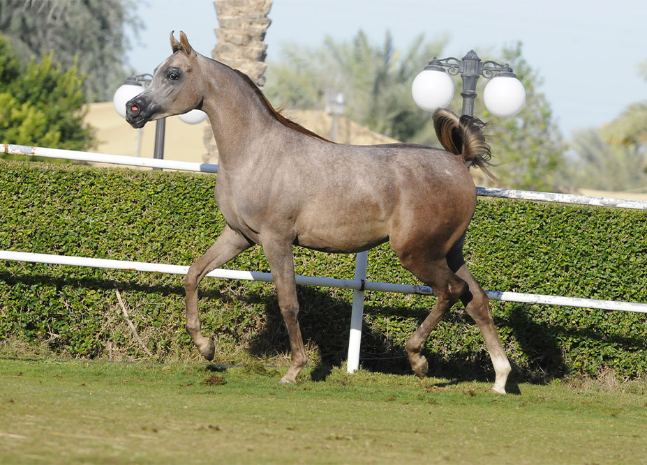 Ghazi Al Firas | Al Firas Stud